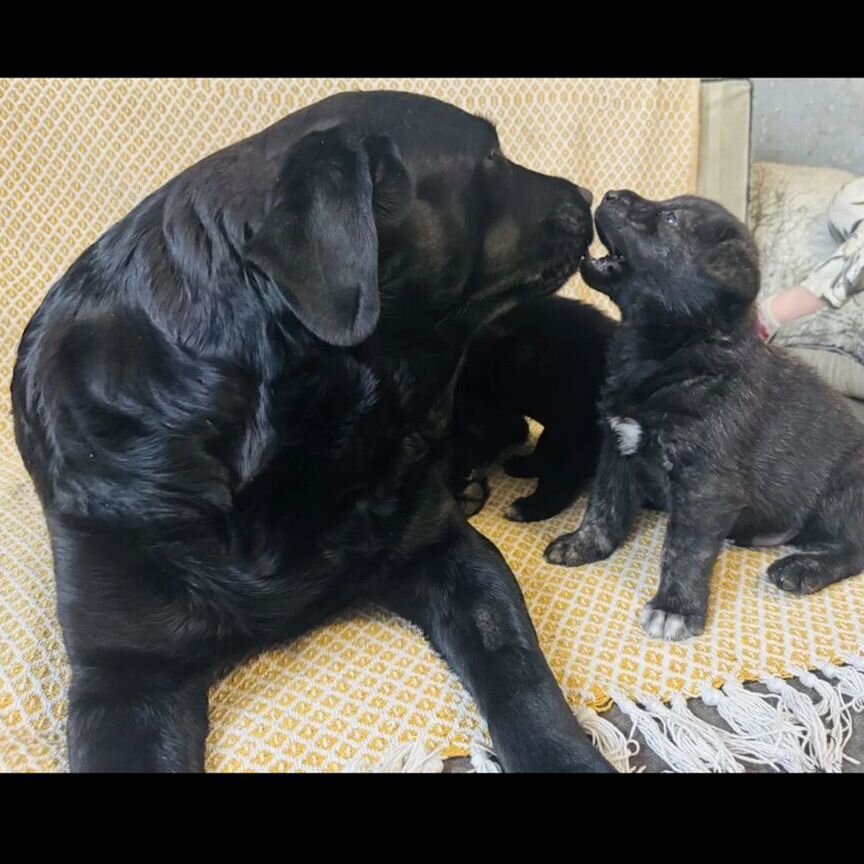 Щенок в добрые руки