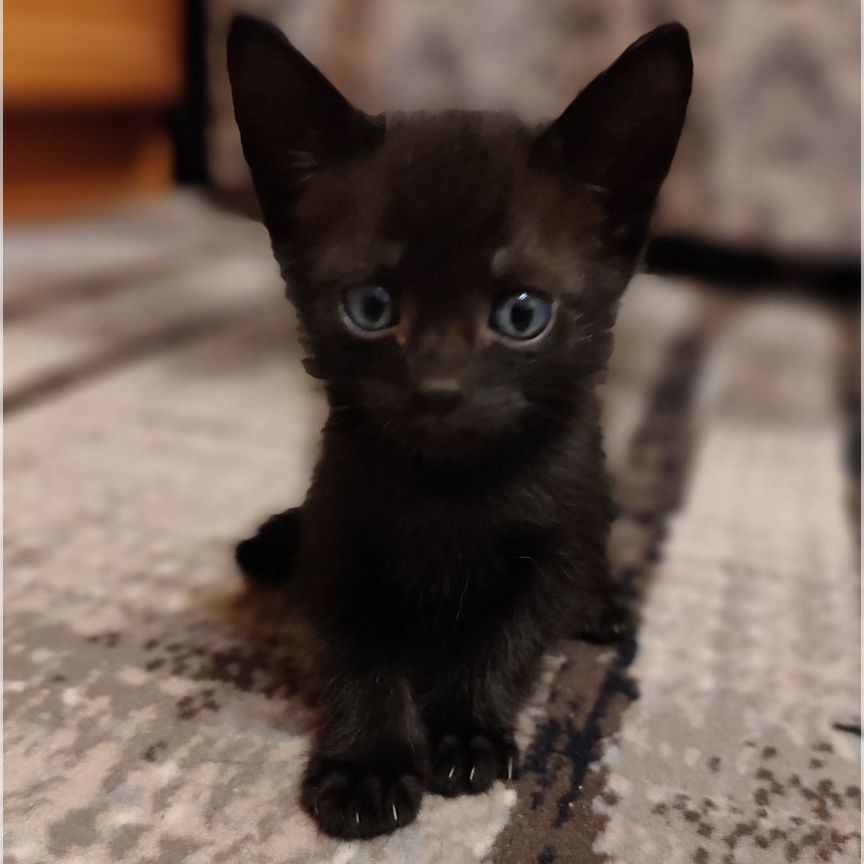 Котёнок добрым людям