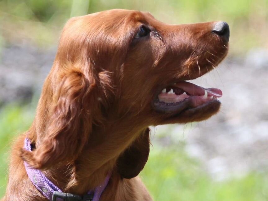 Irish setter