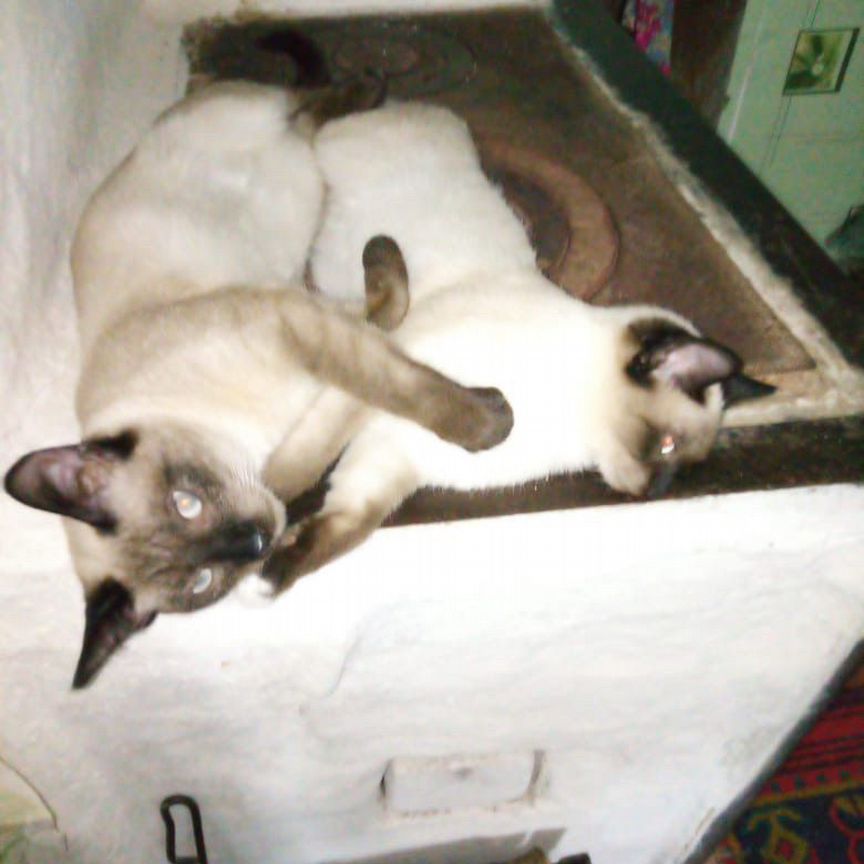 Сиамская кошка