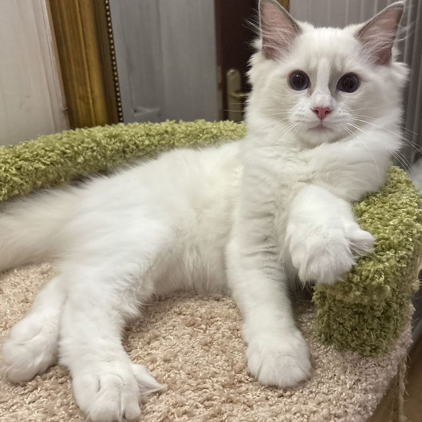 Регдолл мальчик котенок