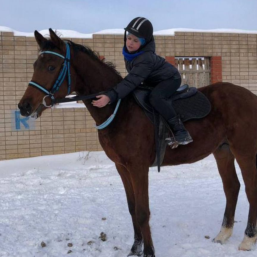 Уздечка для лошади