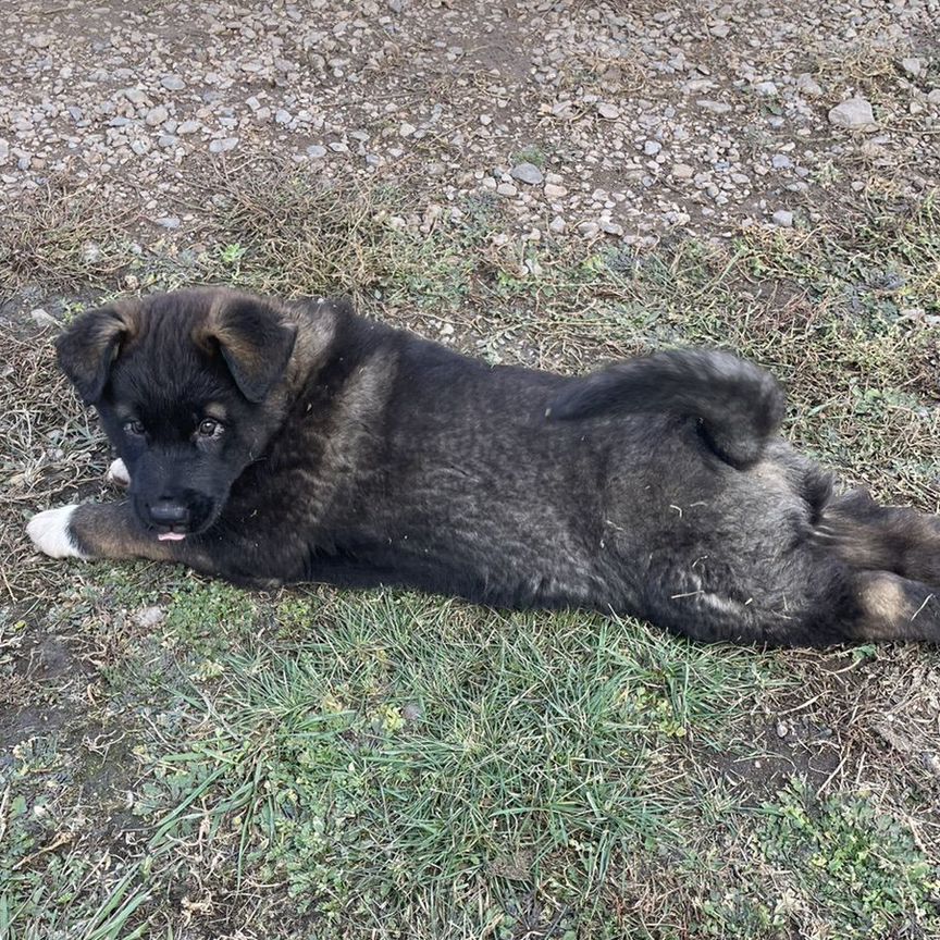 Щенки американской акиты