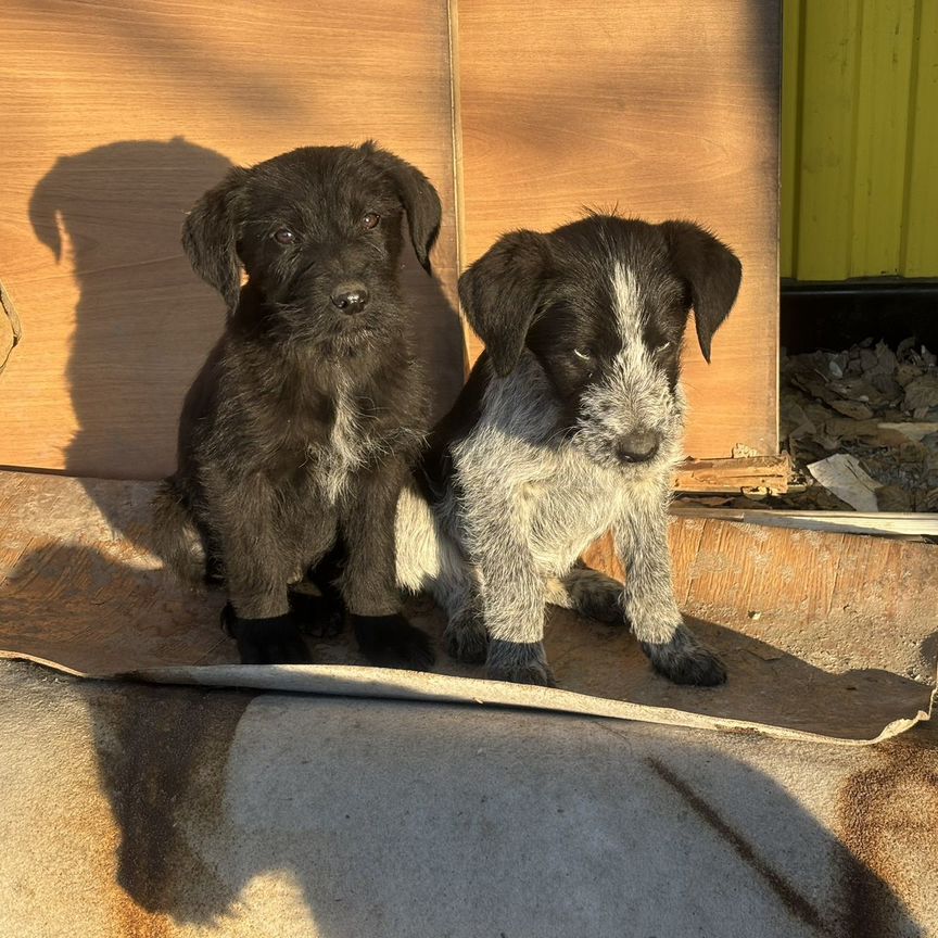 Щенки - дворяне