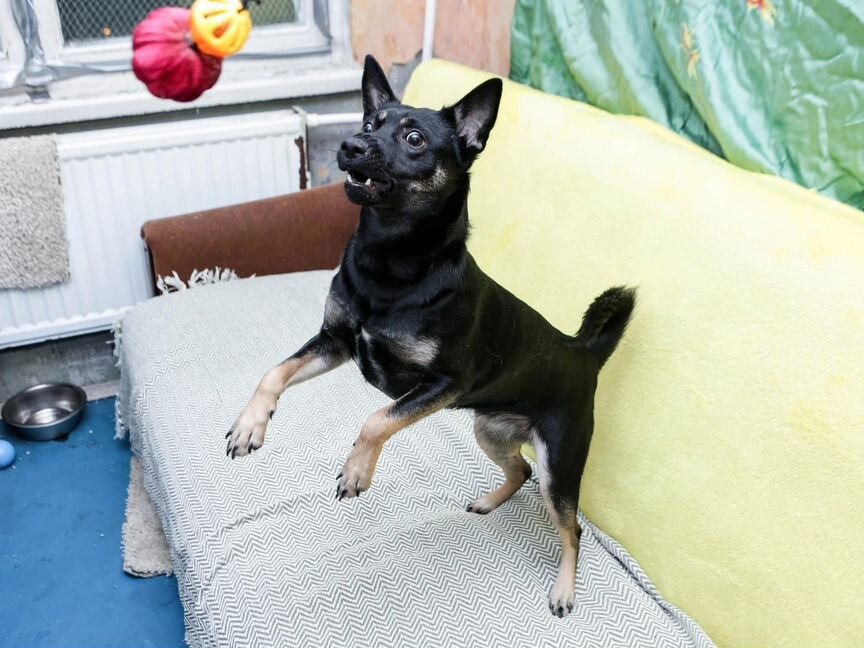 Щенок в кошачьем приюте