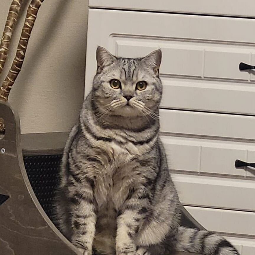 Шотландский прямоухий кот