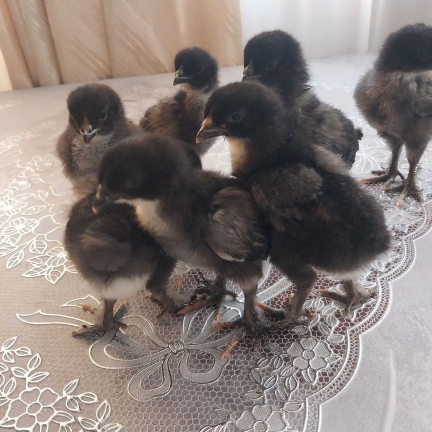 Цыплята черно -медный маран