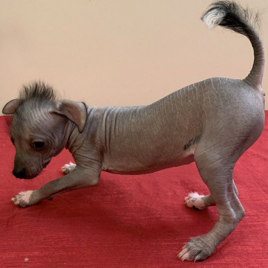 Мексиканская голая собака, щенок