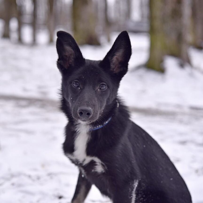 Щенок в дар