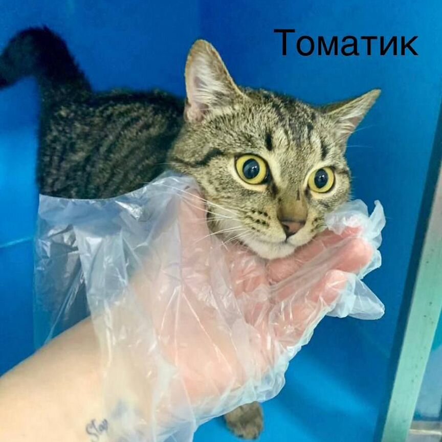 Томатик выживал с бездомным мужчиной. Ищем дом