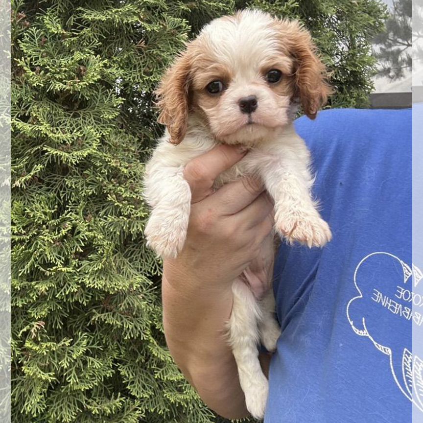 Кавалер кинг-чарльз-спаниель, щенок