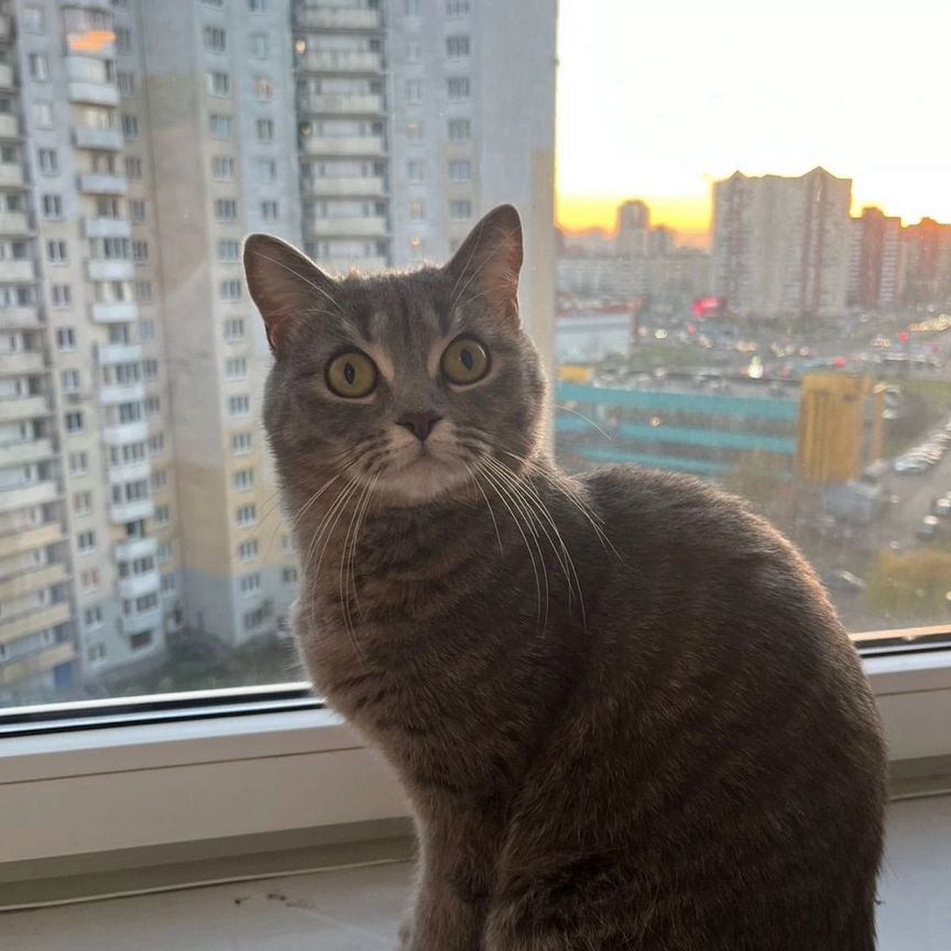 Кошки в добрые руки