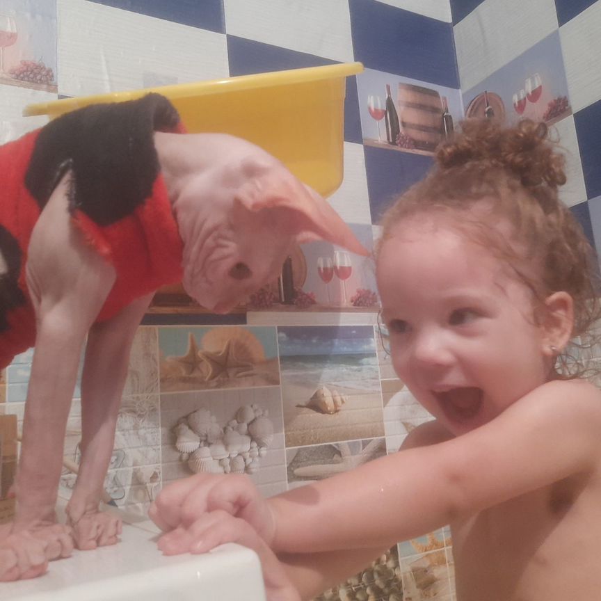 Продается кот сфинкс