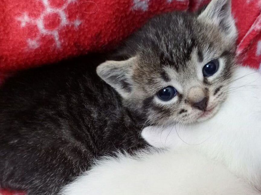 Маленький котенок