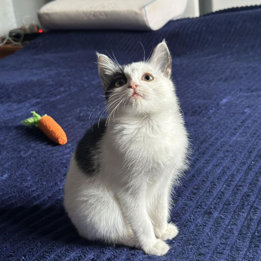 Котенок добрым людям