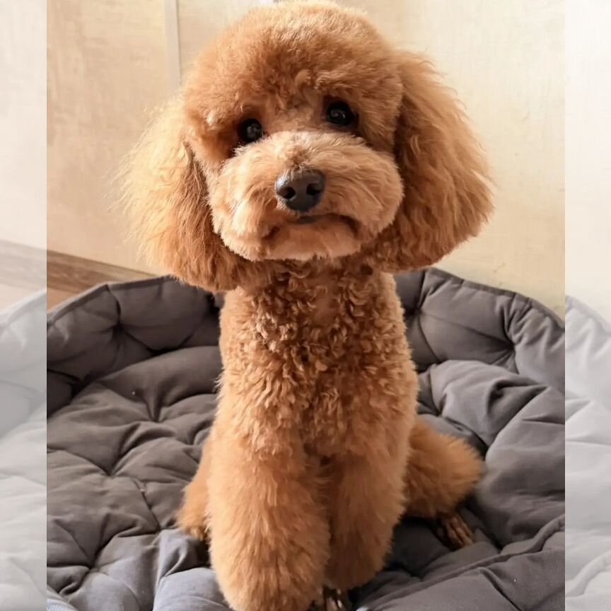 Той-пудель, вязка