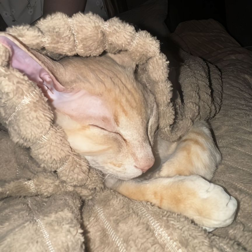 Донской сфинкс котёнок