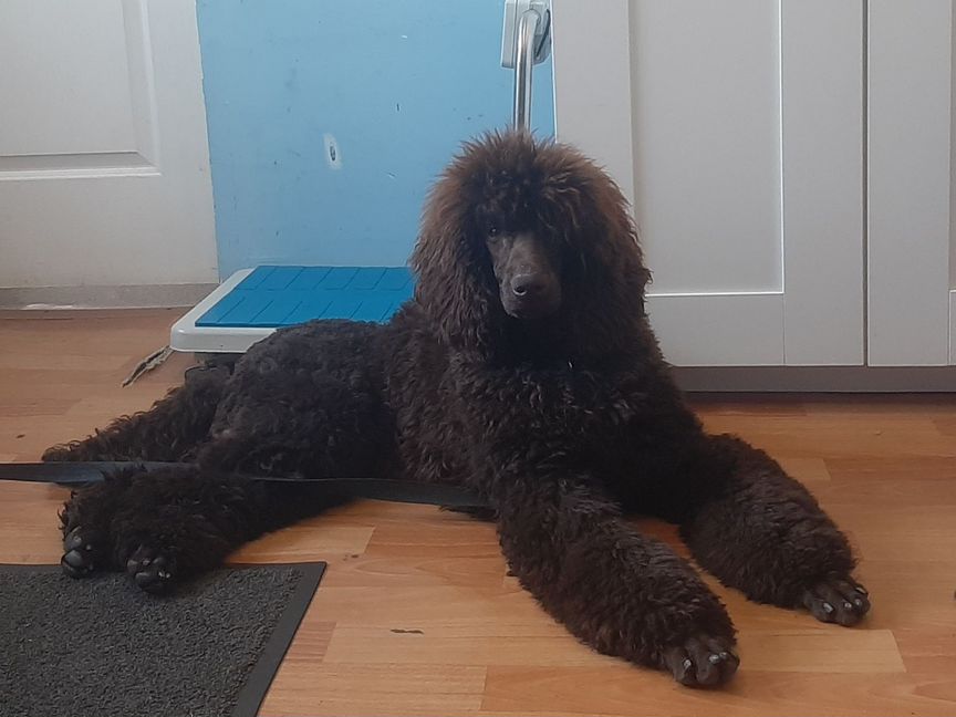 Королевский пудель коричневого окраса