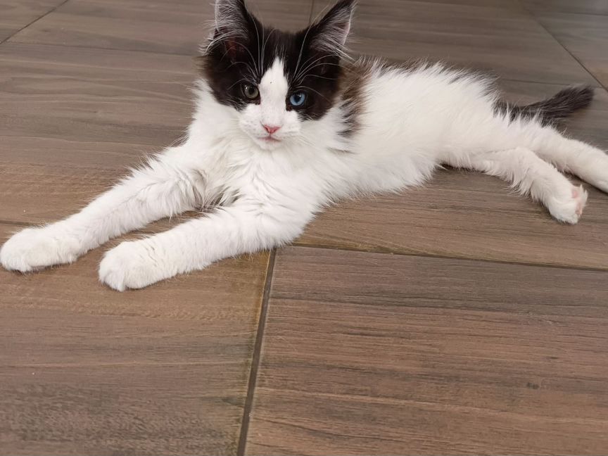 Мэйн кун котенок