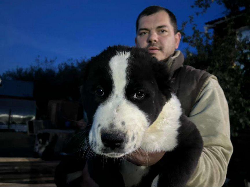 Среднеазиатская овчарка алабай щенки