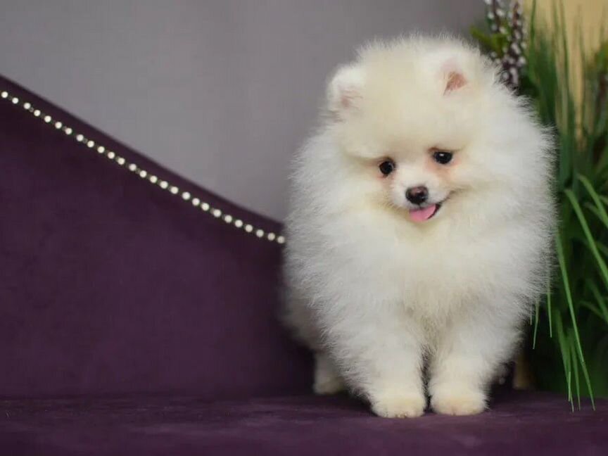 Детишки шпицов