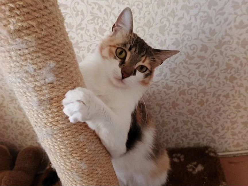 Кошка