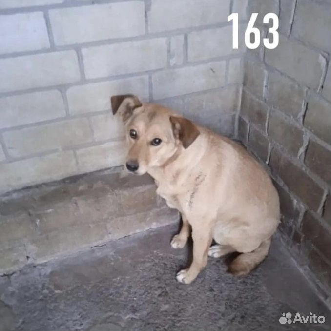 Собаченьке ищем семью