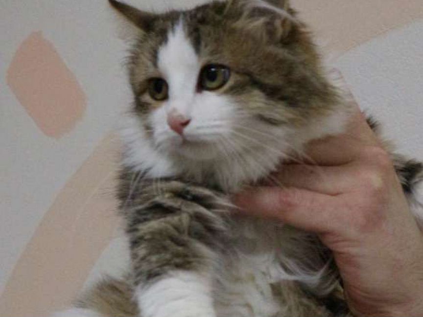 Плюшка живет в клинике и ищет хозяев, 5 месяцев