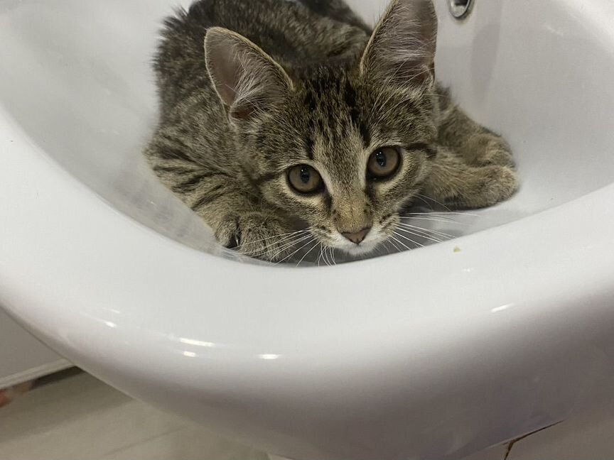 Котята