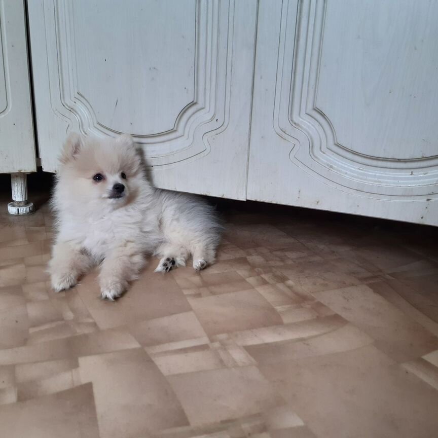 Щенок шпица