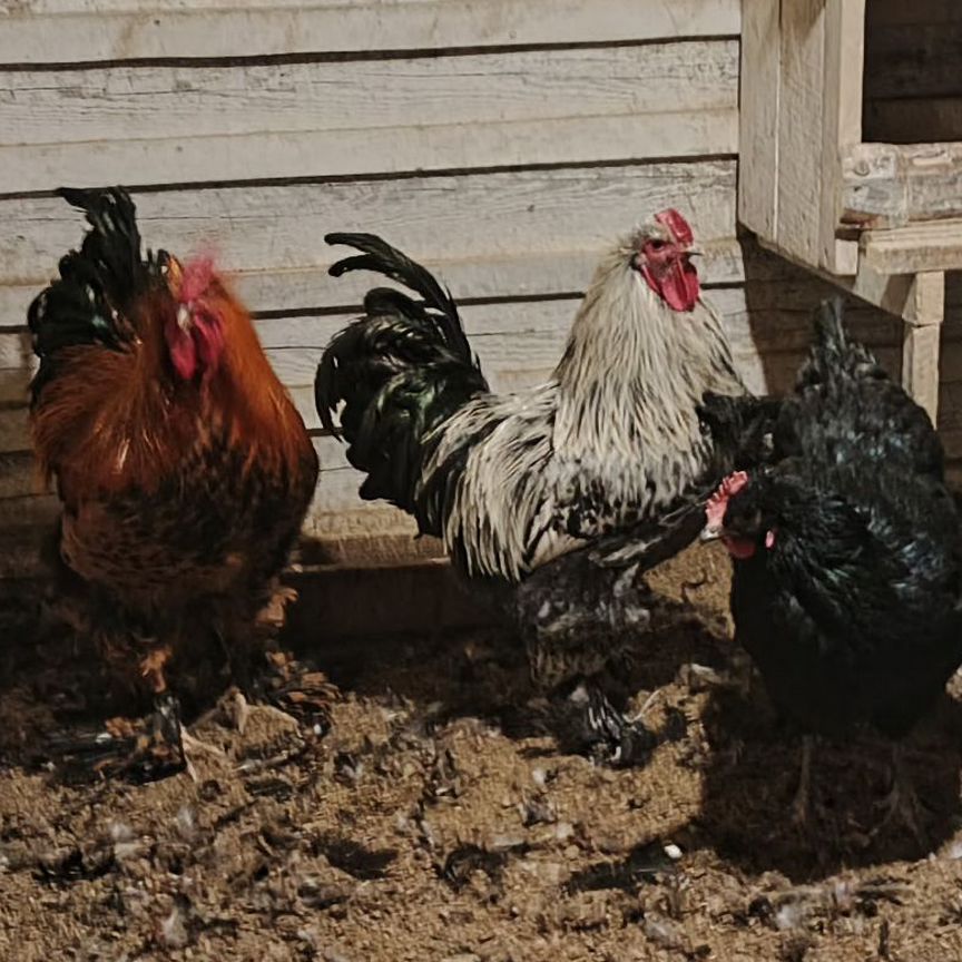 Молодые петухи