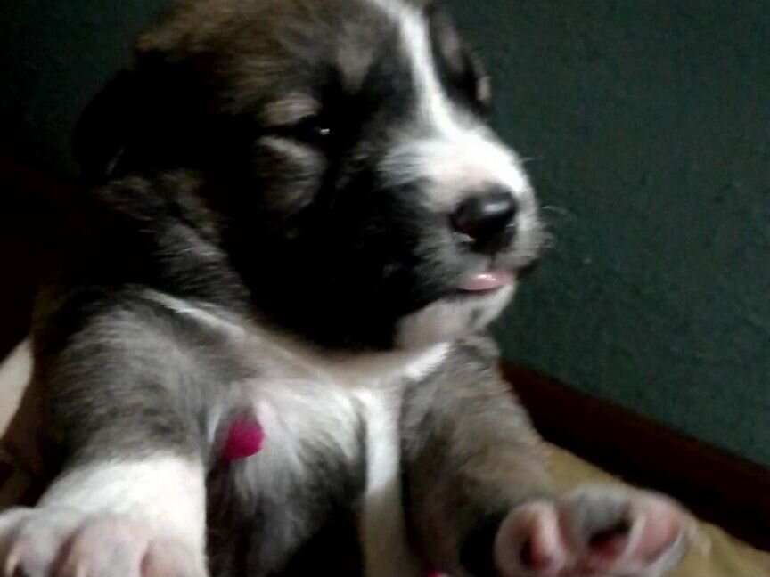 Собаки щенки