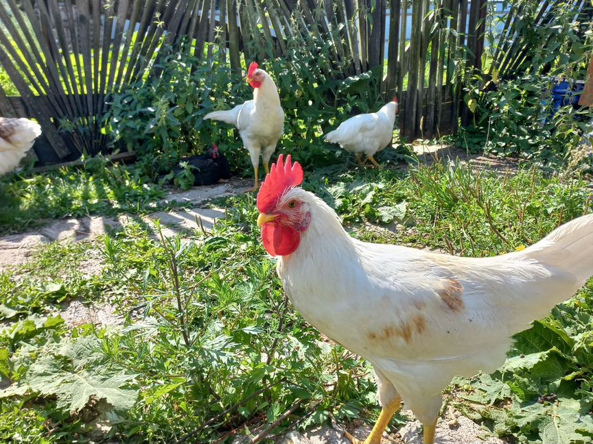 Молодые петухи