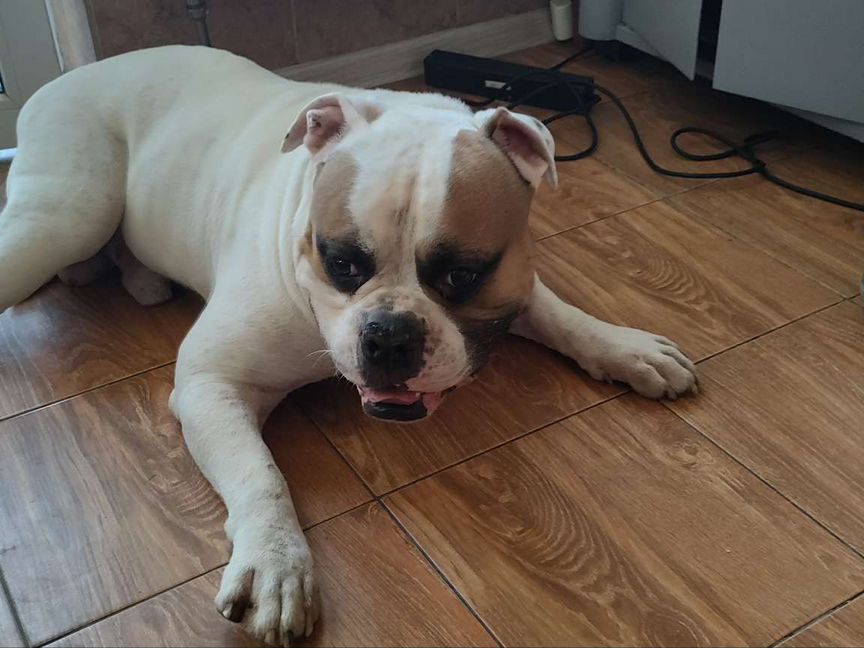 Американский бульдог