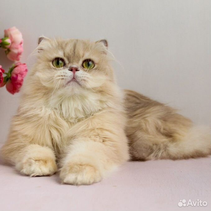 Золотой лилак британский котик