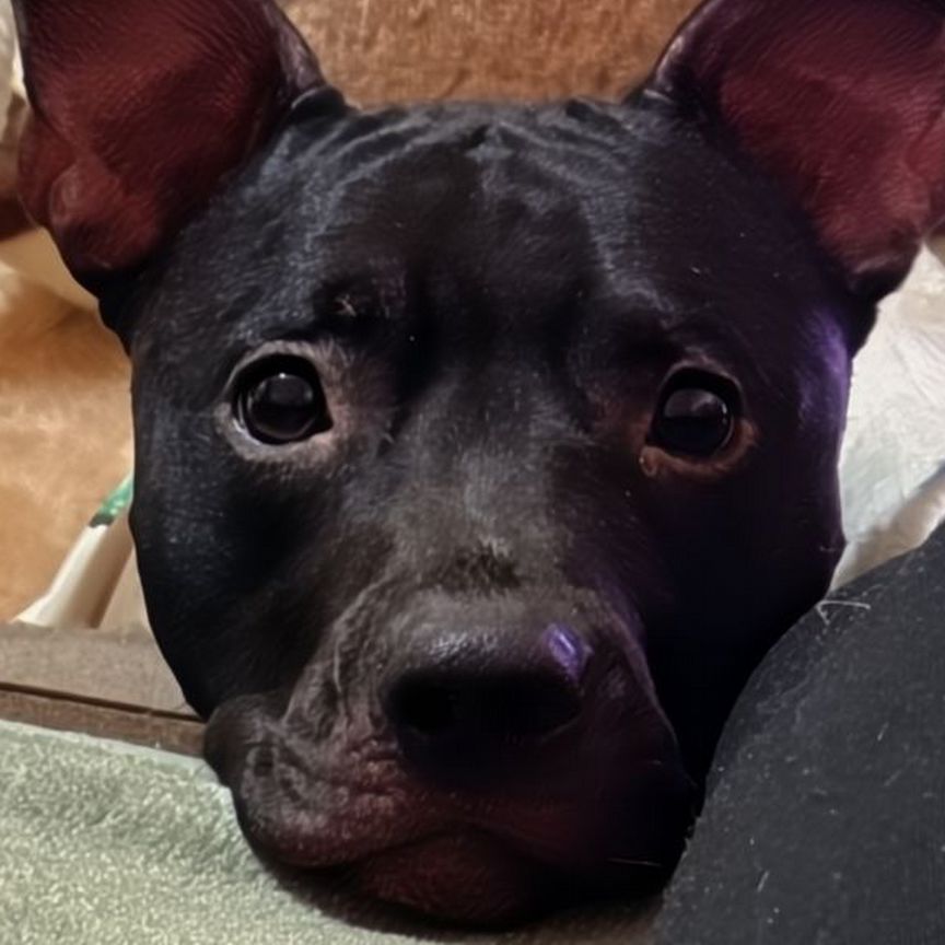 Американский стаффордширский терьер, взрослая собака