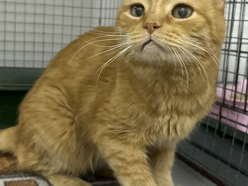 В ожидании семьи