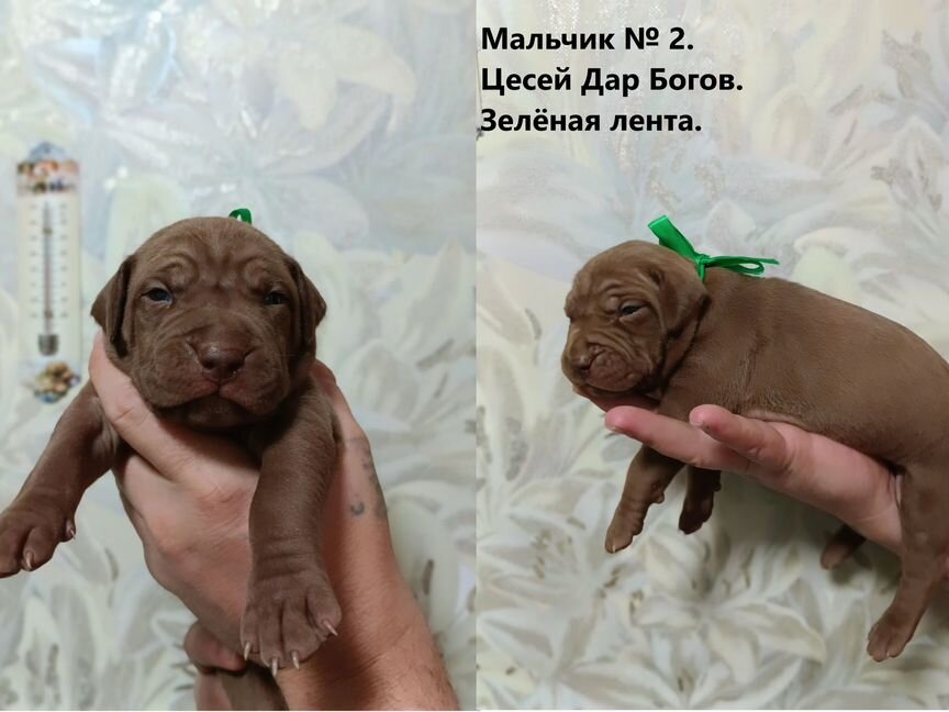 Щенки питбуля