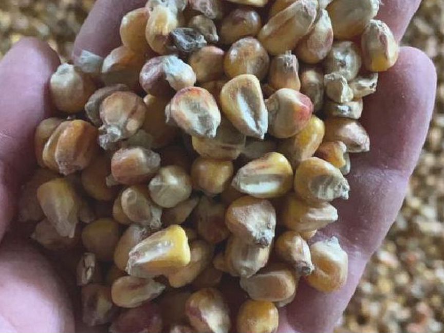 Кукуруза кормовая