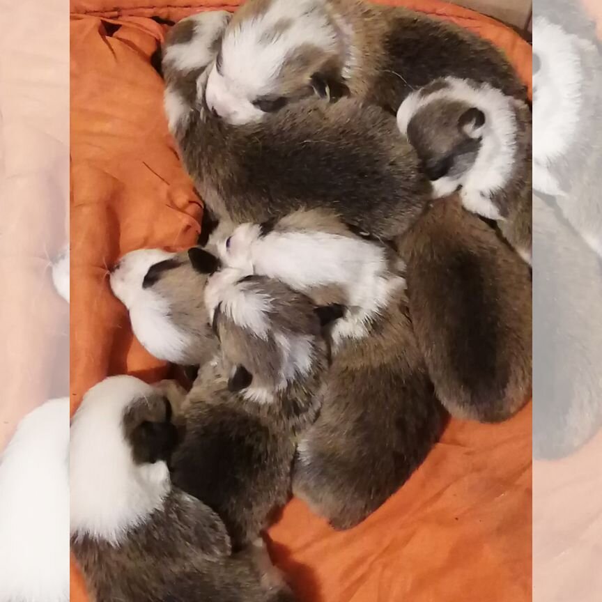 Вельш Корги Пемброк, щенок