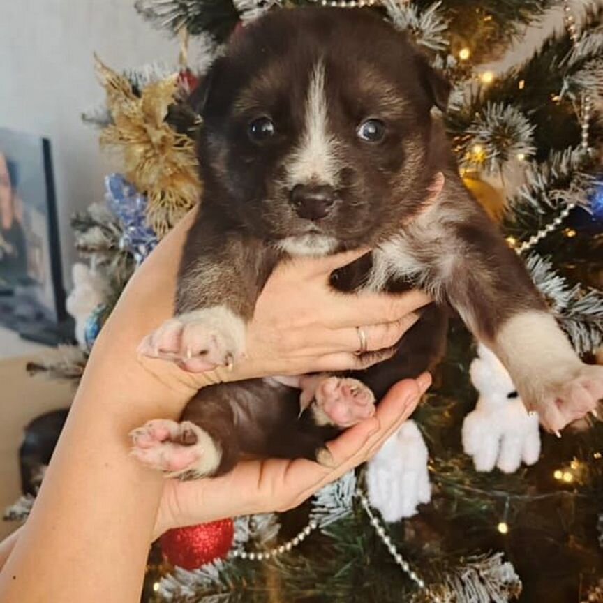 Кутята полухаски бесплатно