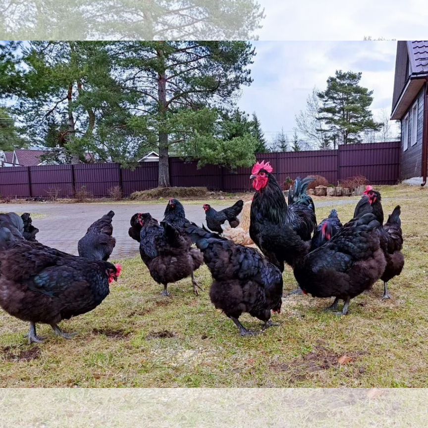 Петухи Австролорпы (возраст 10 мес)