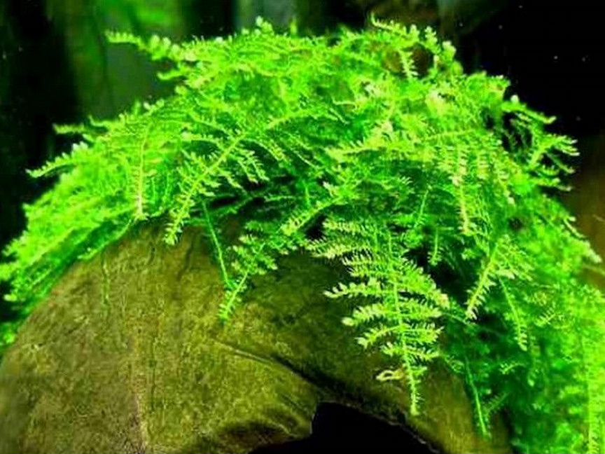 Мох рождественский