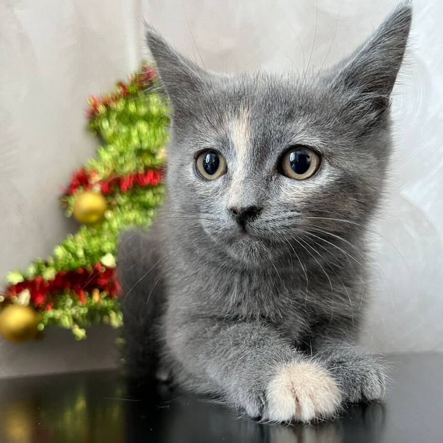 Котёнок от частного владельца