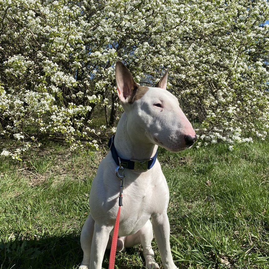 Стандартный бультерьер в добрые руки