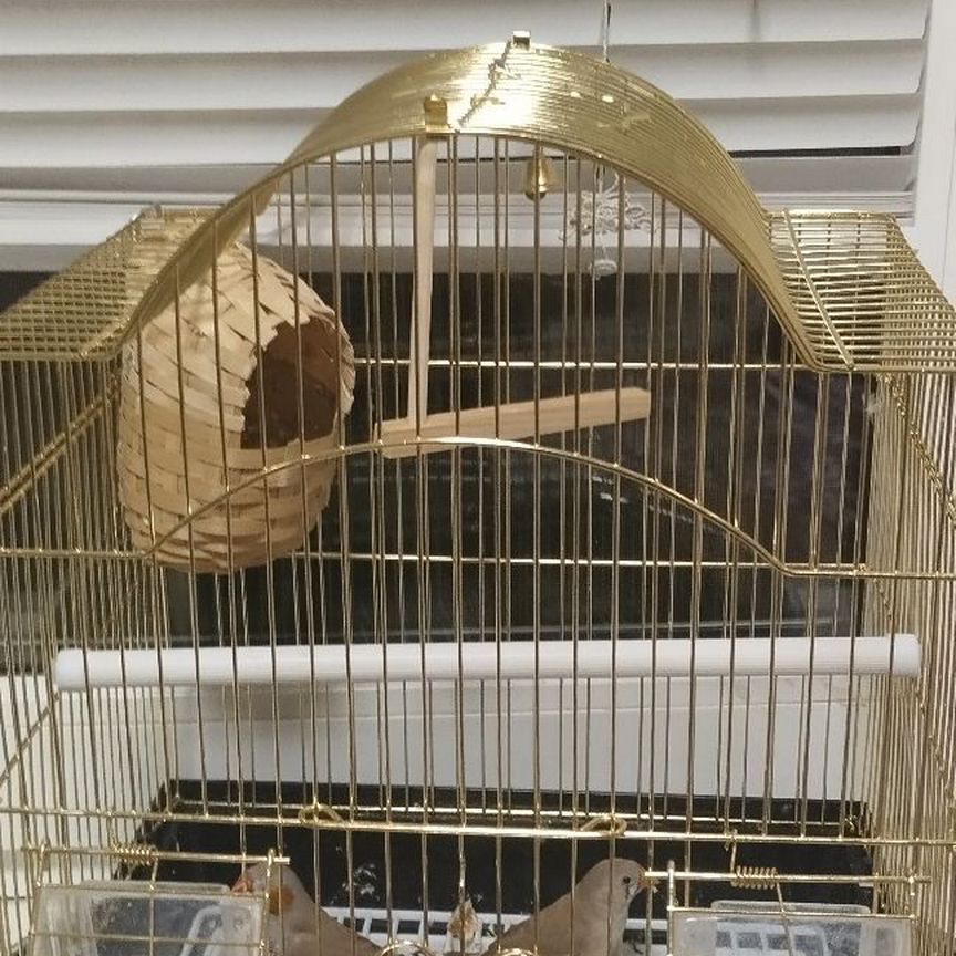 Продам амадинов