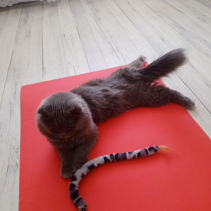 Коты для вязки вислоухий