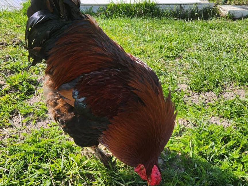 Петух Брама Куропатчатая молодой