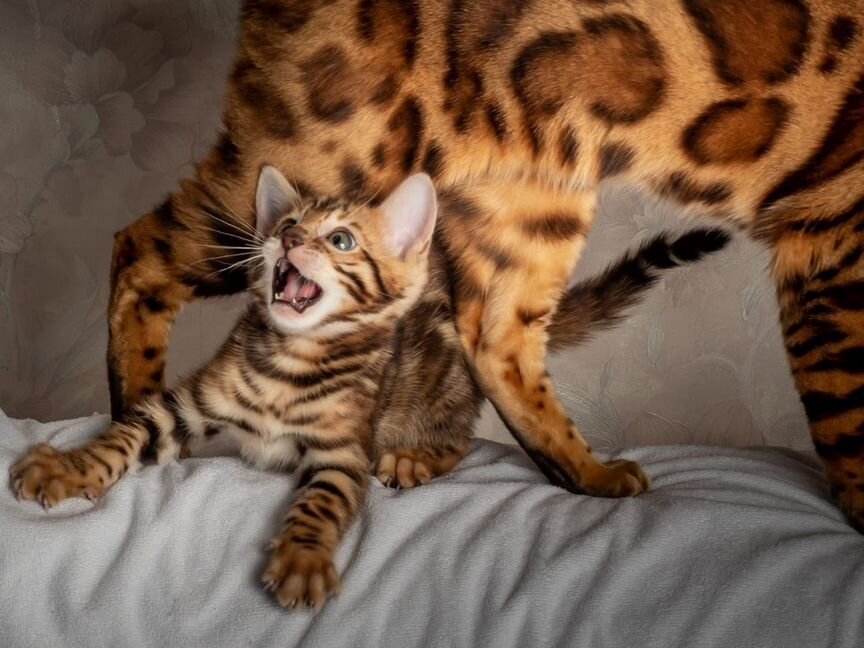 Бенгальскаие котята