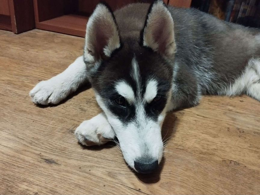 Хаски в добрые руки